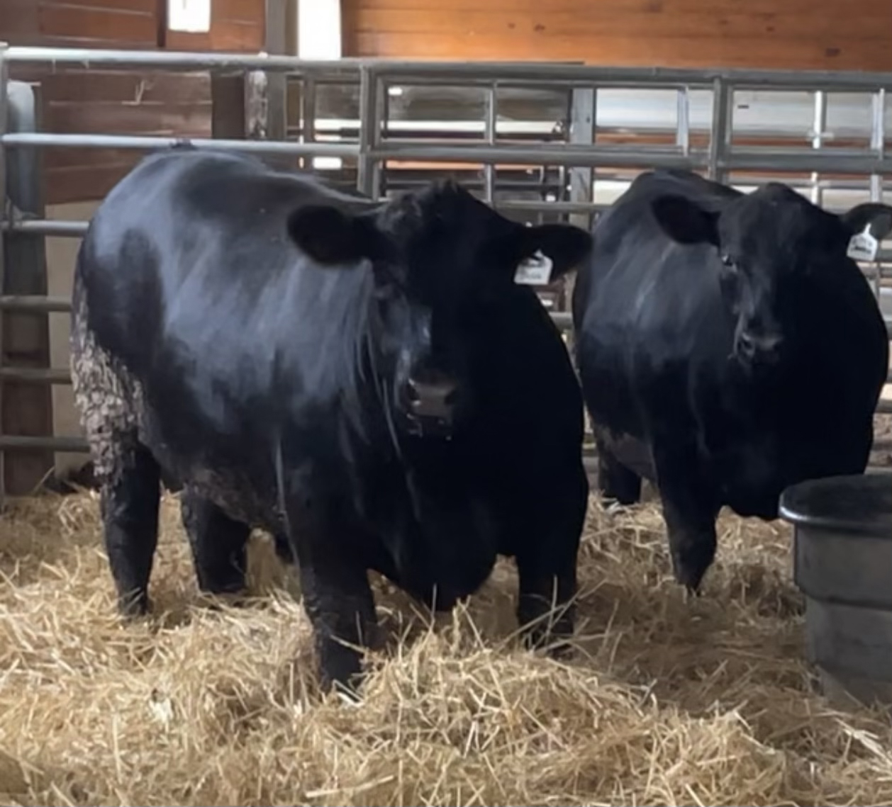 - Holston Beef Company